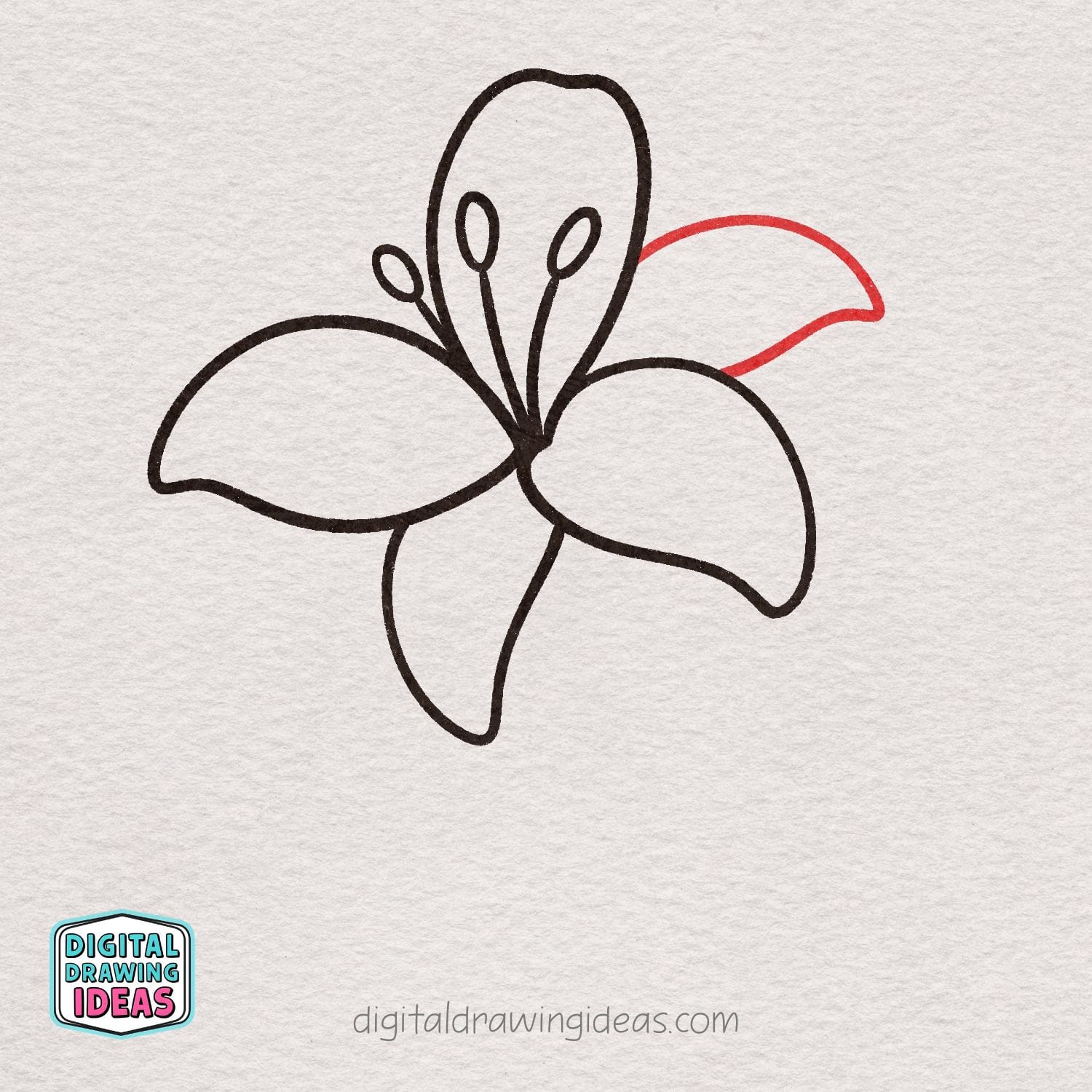 How to Draw a Lily Flower - Digital Drawing Ideas